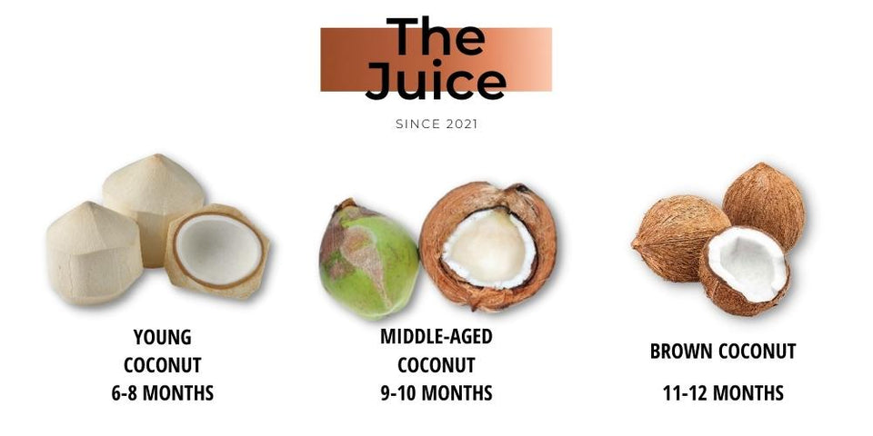 Types of Coconut and How to Use Them | Purvey'd