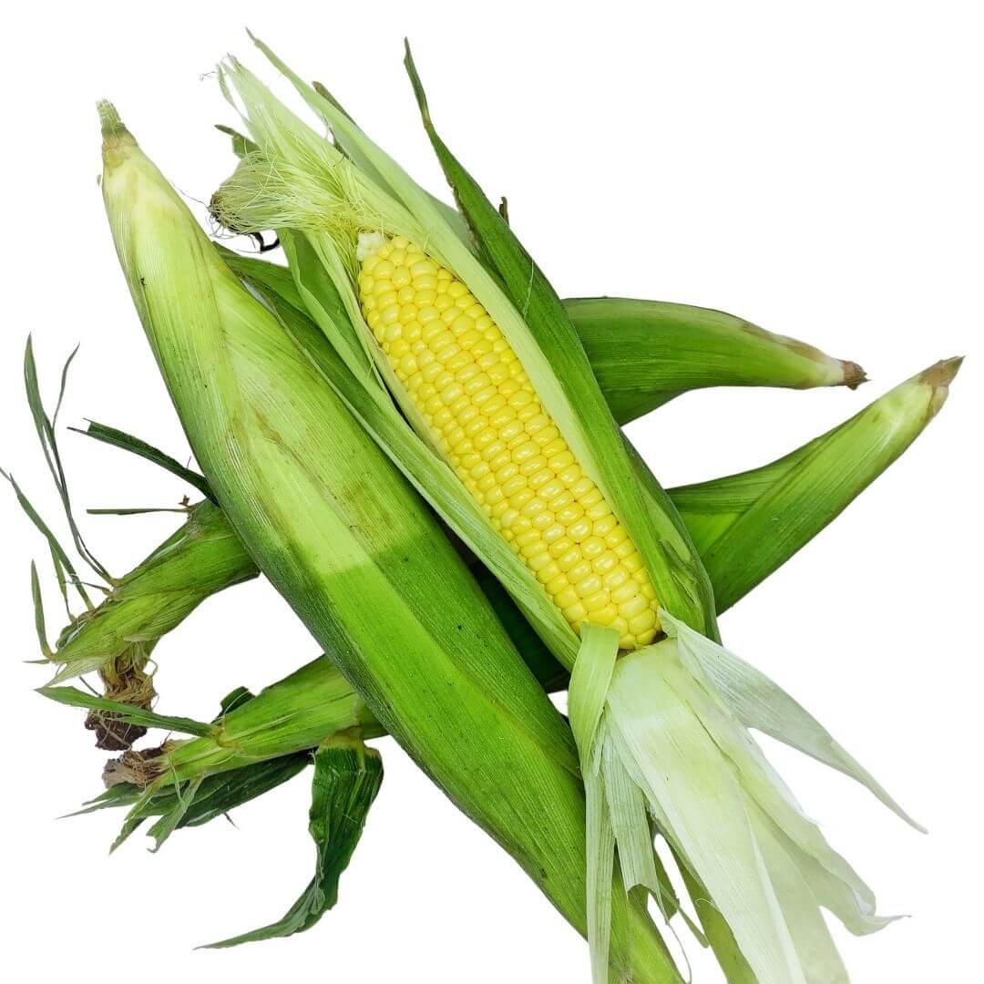 SHOP WHOLESALE FRESH CORN | Purvey'd