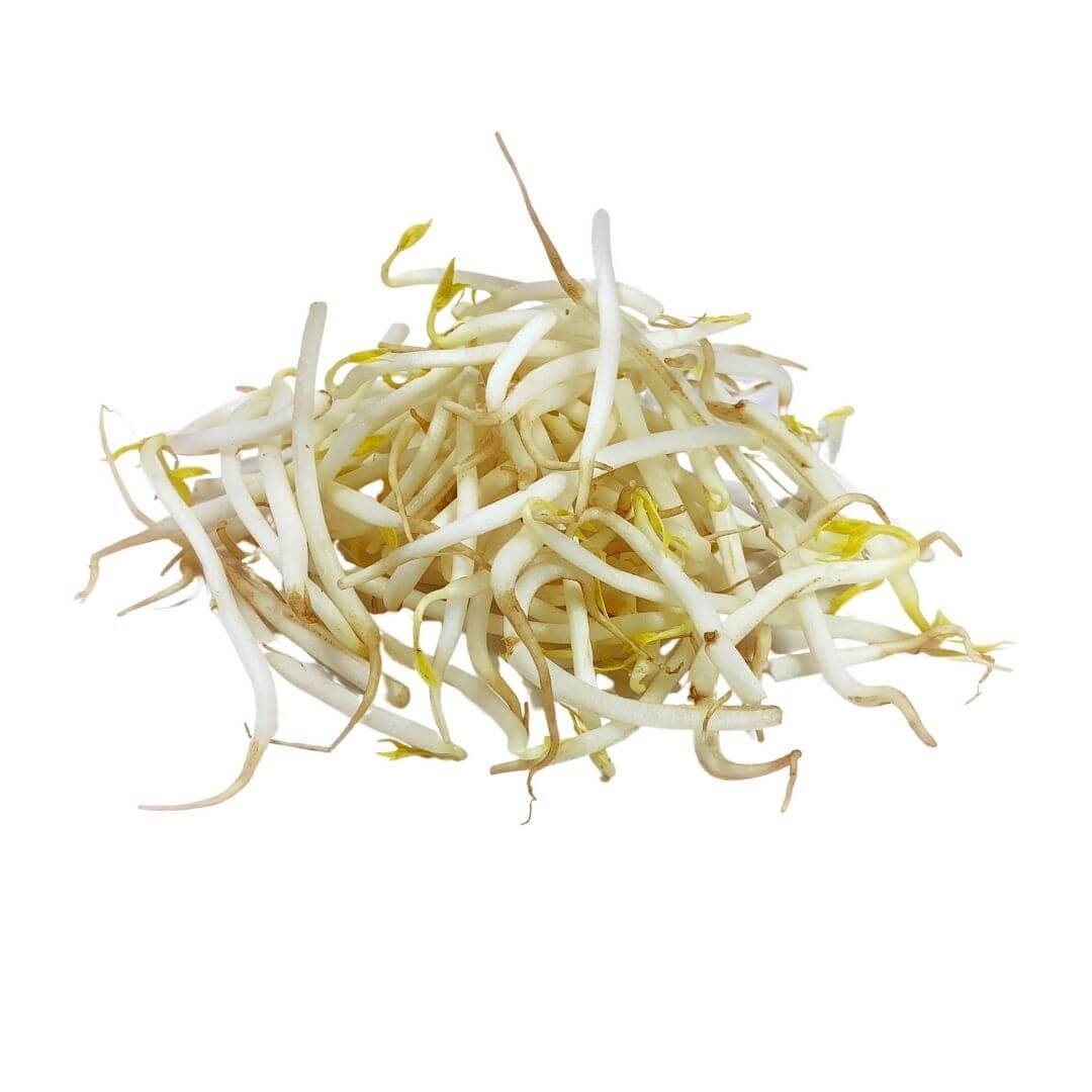 SHOP WHOLESALE BEAN SPROUTS | Purvey'd