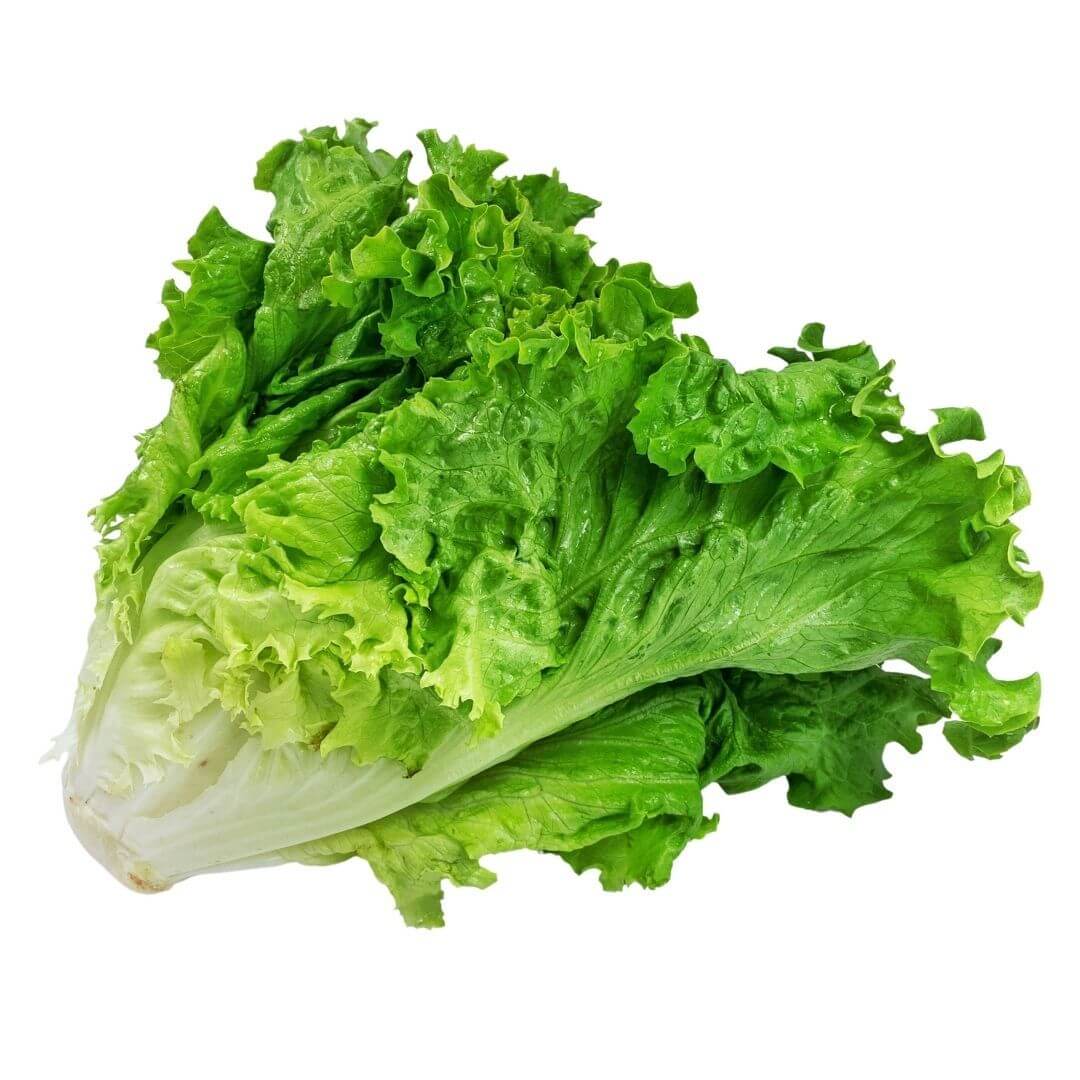 SHOP WHOLESALE GREEN LEAF | Purvey'd
