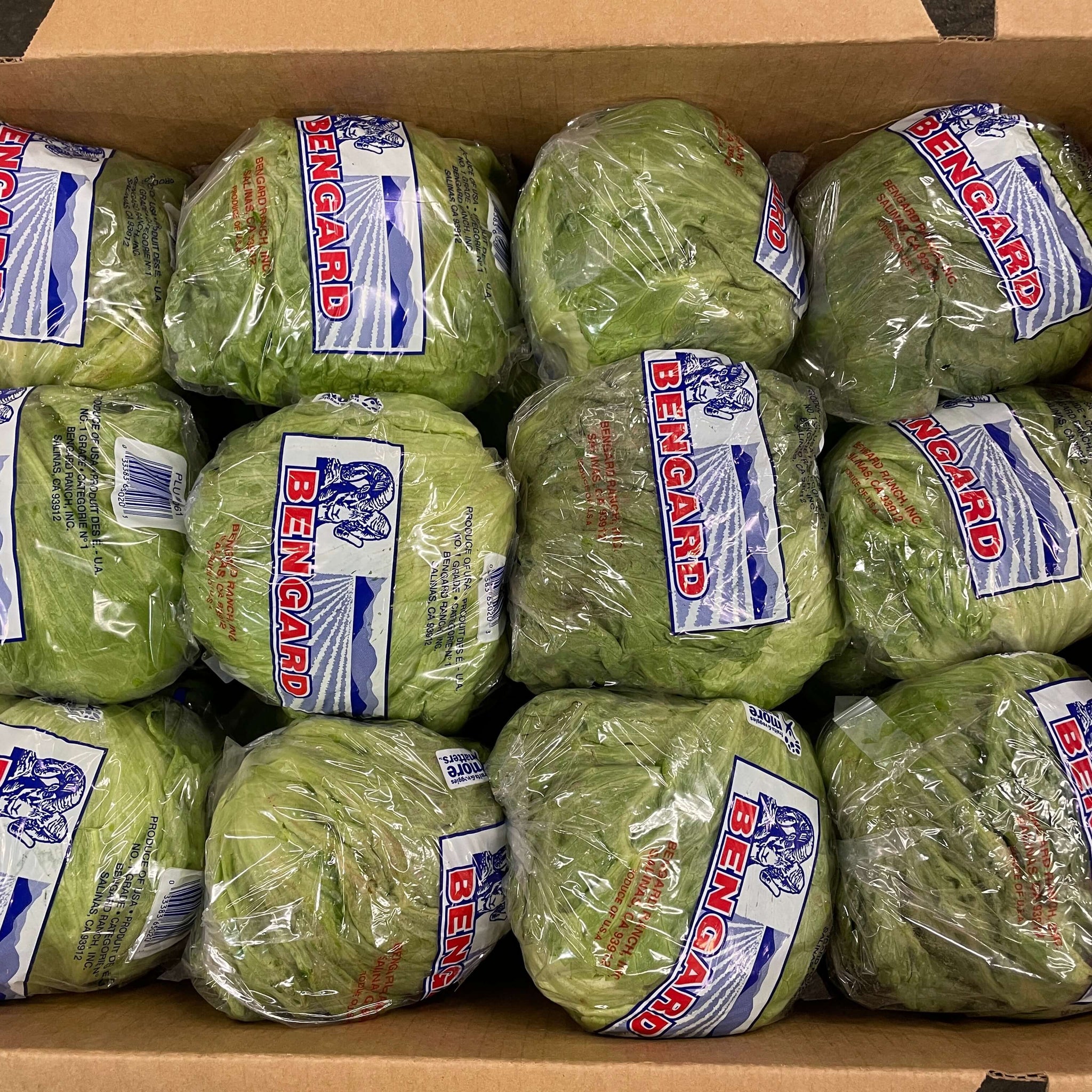 SHOP WHOLESALE LETTUCE CELLO #24 | Purvey'd