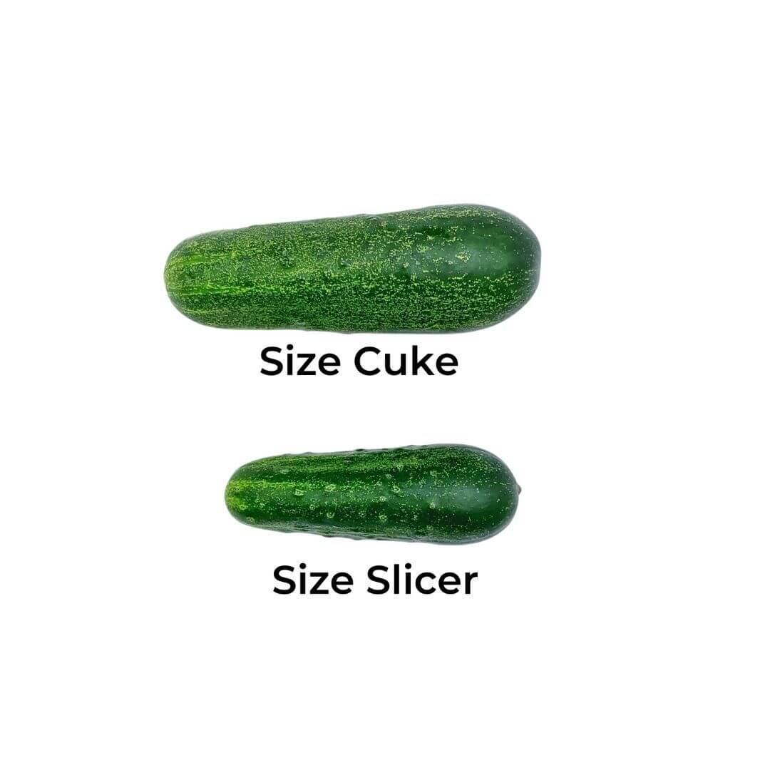 SHOP WHOLESALE PICKLE CUKE 4A | Purvey'd