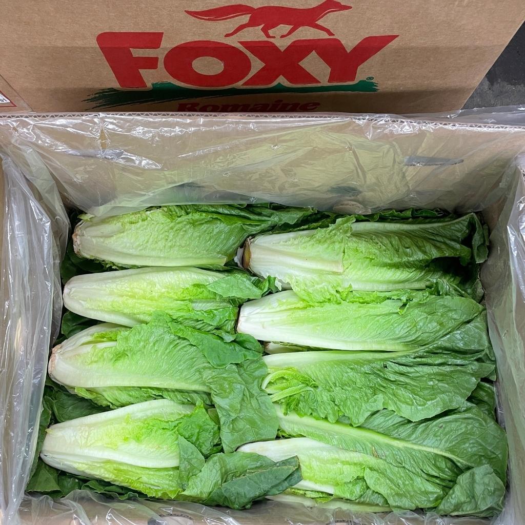 SHOP WHOLESALE ROMAINE LETTUCE | Purvey'd