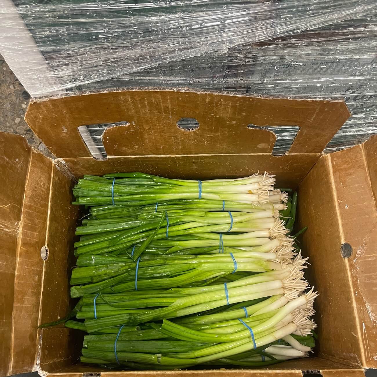 SHOP WHOLESALE SCALLION | Purvey'd