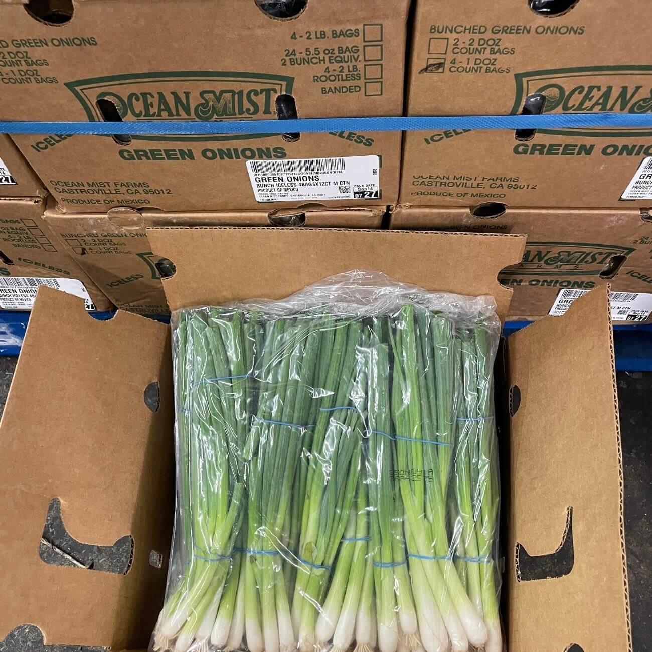 SHOP WHOLESALE SCALLION (ICELESS) | Purvey'd
