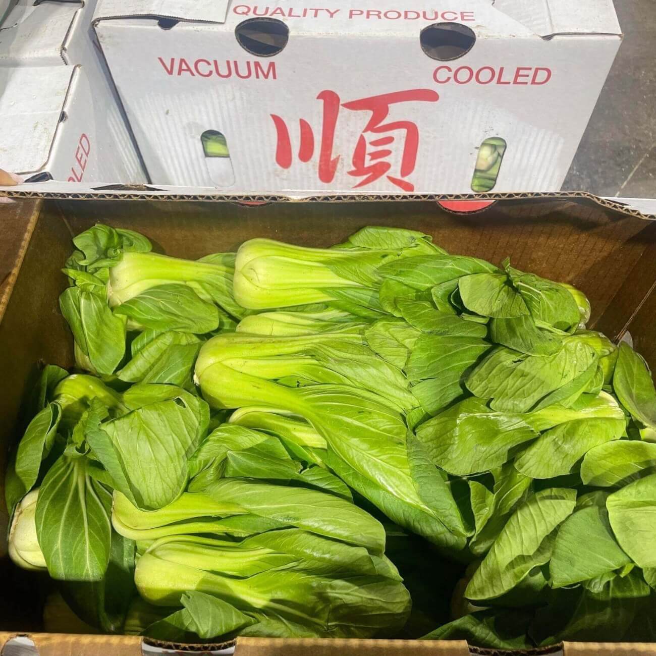 SHOP WHOLESALE SHANGHAI CHOY | Purvey'd