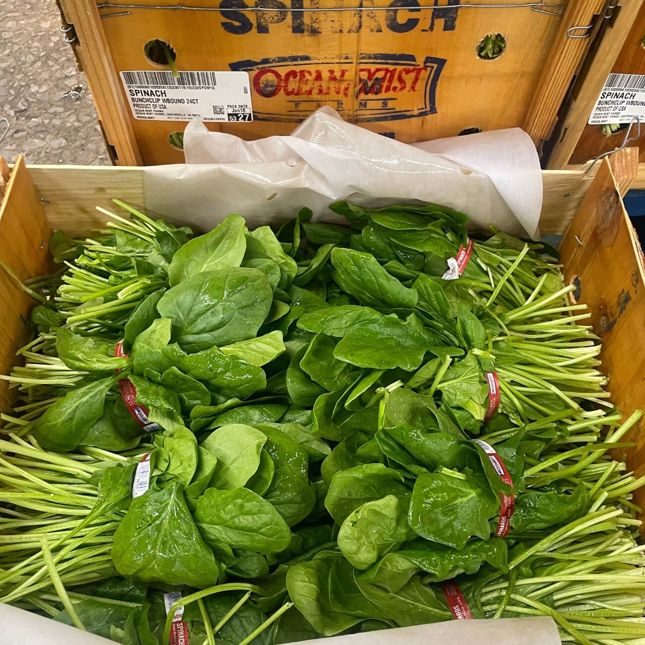 SHOP WHOLESALE SPINACH (CLIPPED & BUNCHED) | Purvey'd