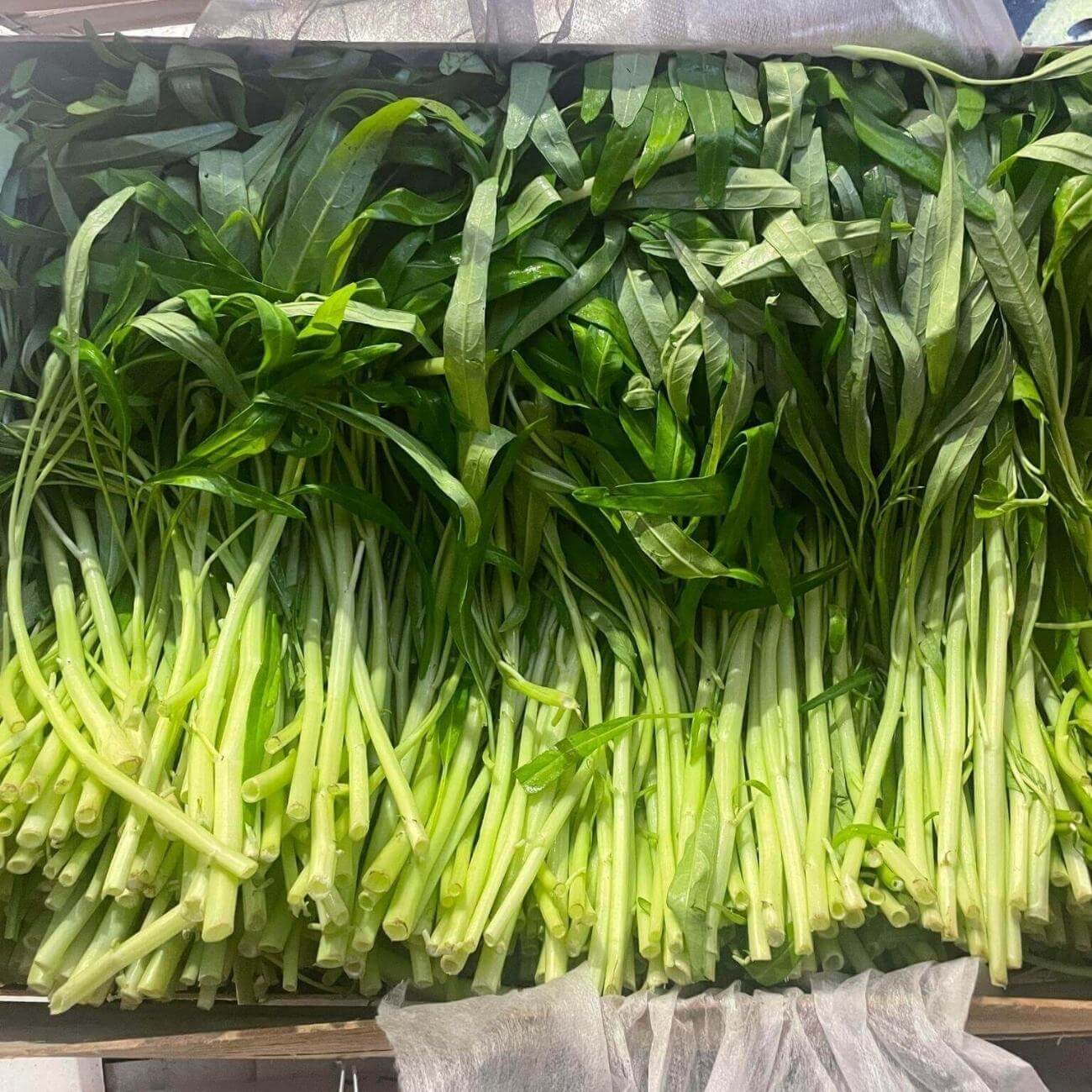 SHOP WHOLESALE ONG CHOY (WHITE) | Purvey'd